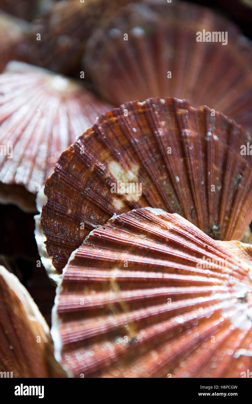 Scallops on a fish stall Stock Photo - Alamy
