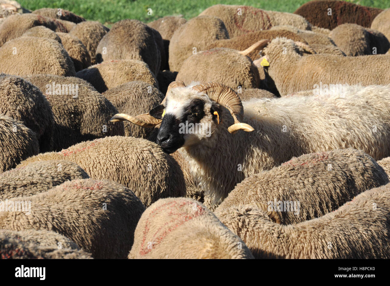 Flock of Merino sheep Stock Photo - Alamy