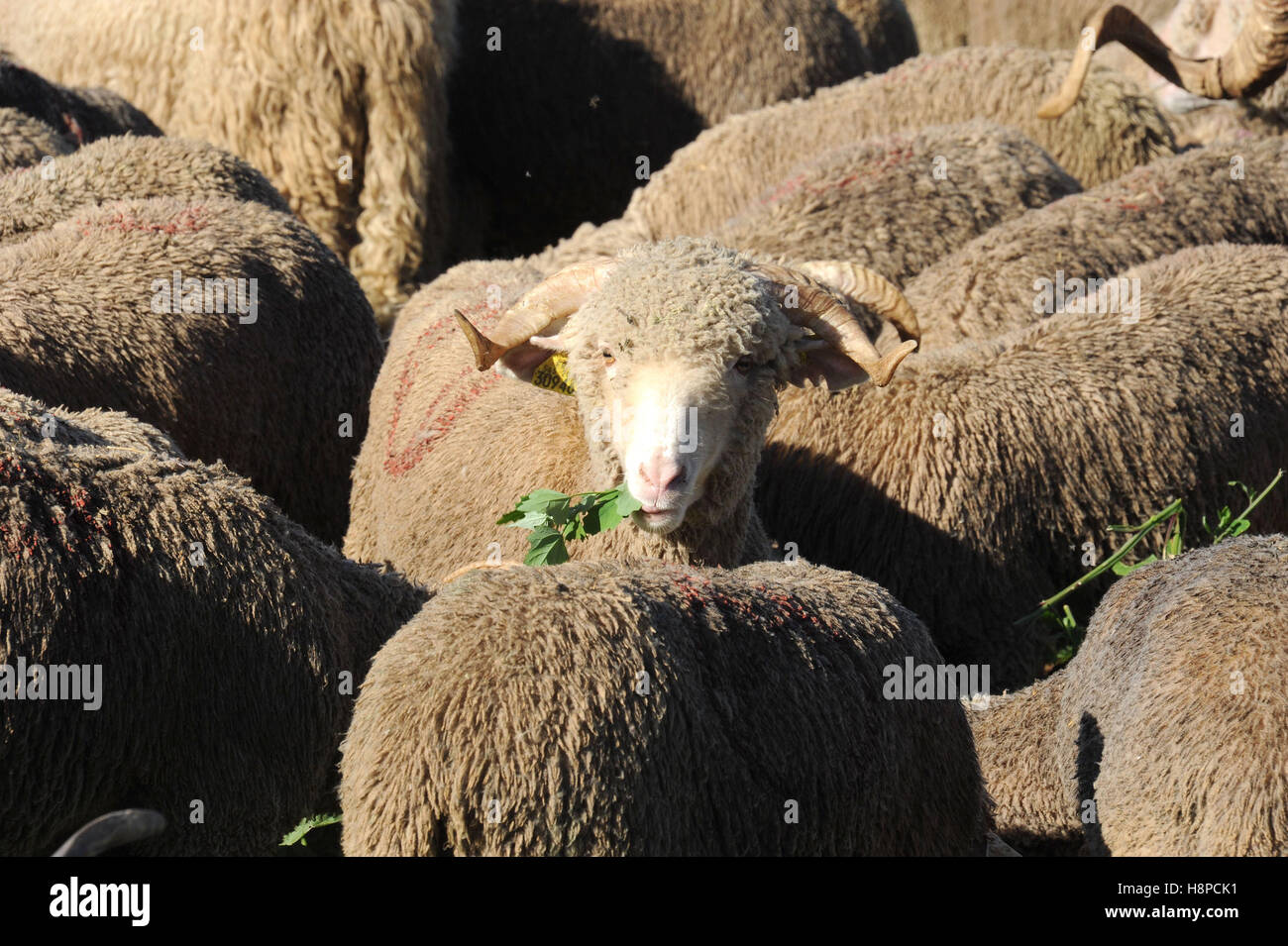 Flock of Merino sheep Stock Photo - Alamy