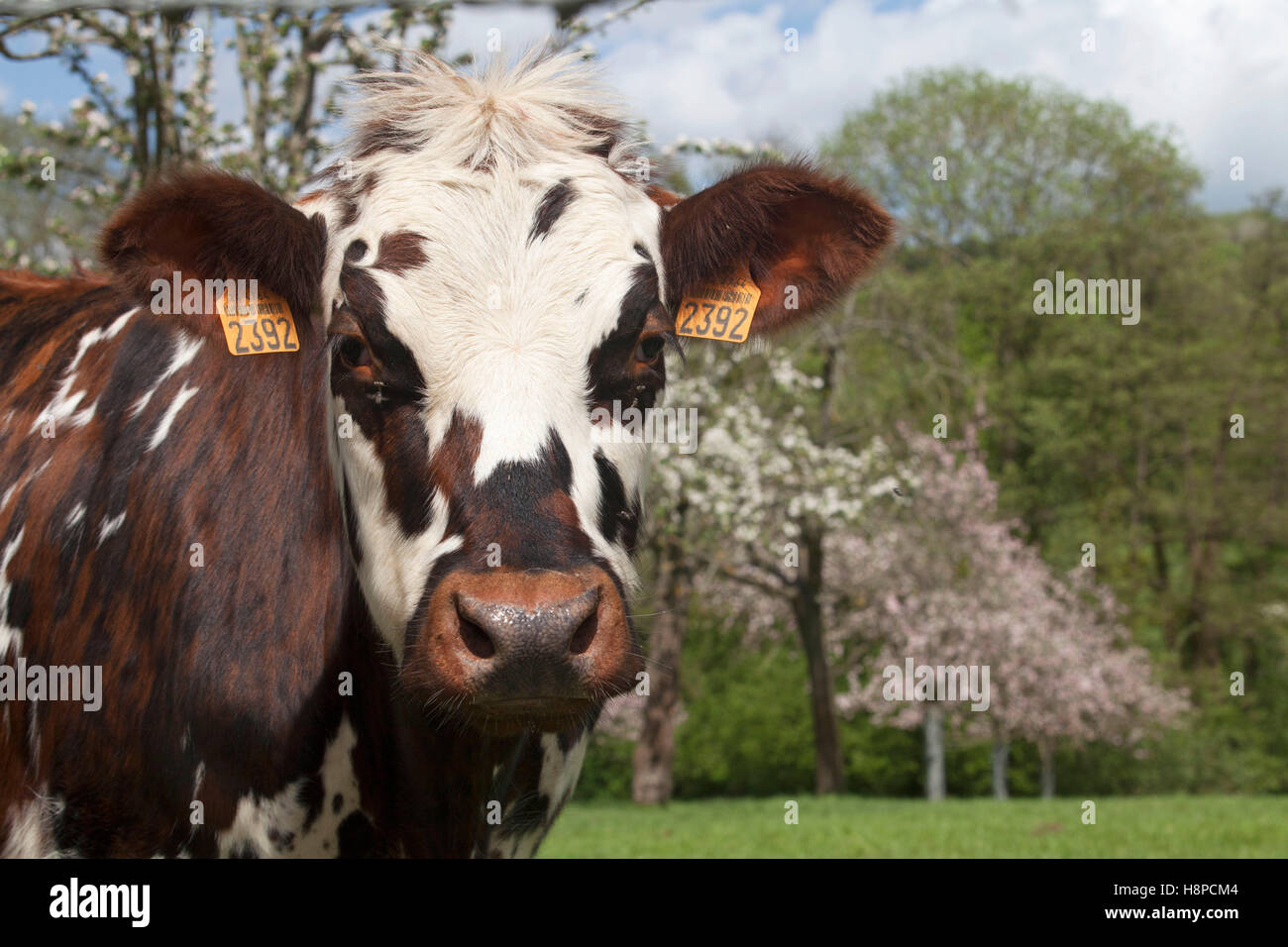 Norman cow hi-res stock photography and images - Alamy