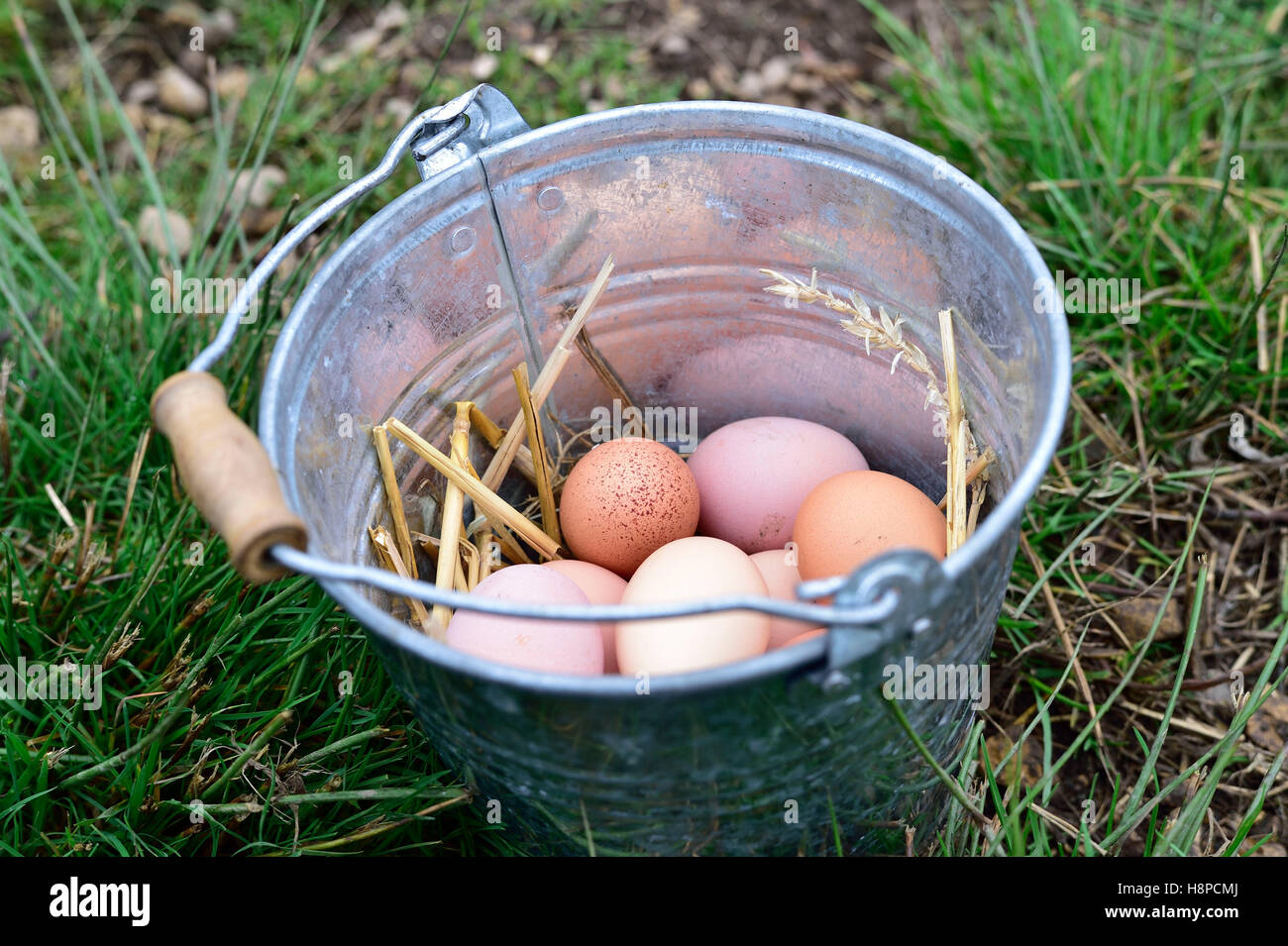 Egg bucket hi-res stock photography and images - Alamy