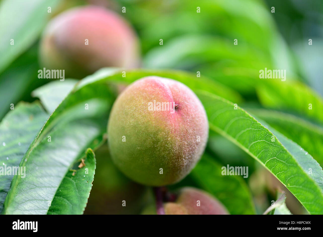 Peach trees in an orchard Stock Photo - Alamy