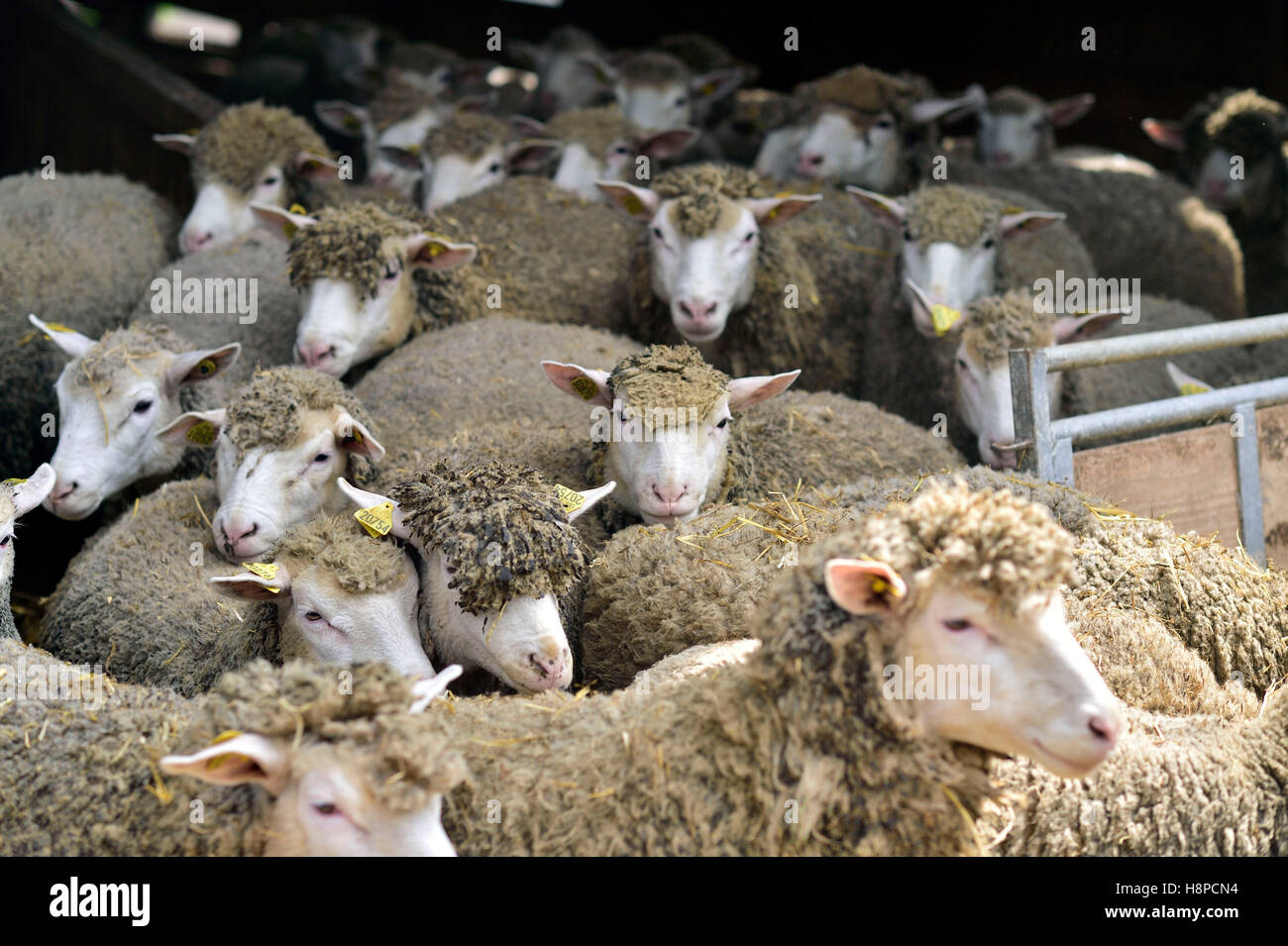 Agriculture: sheep farming Stock Photo - Alamy