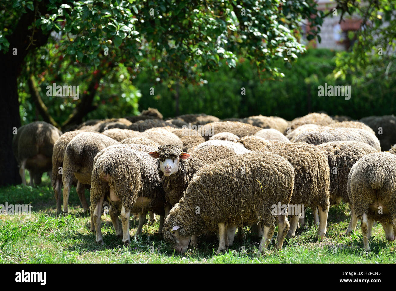 Agriculture: sheep farming Stock Photo - Alamy