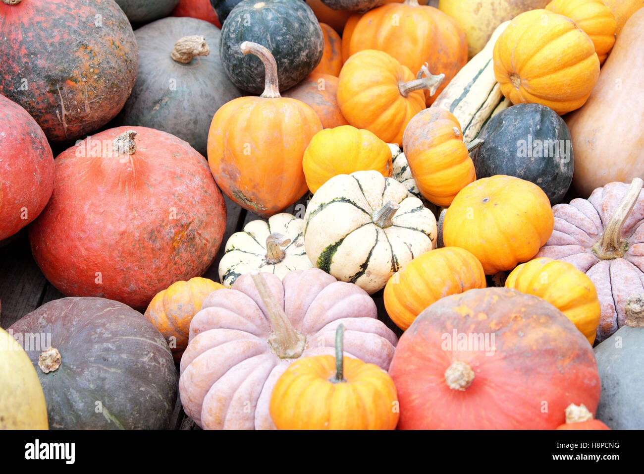 Cucurbitaceae eating hi-res stock photography and images - Alamy