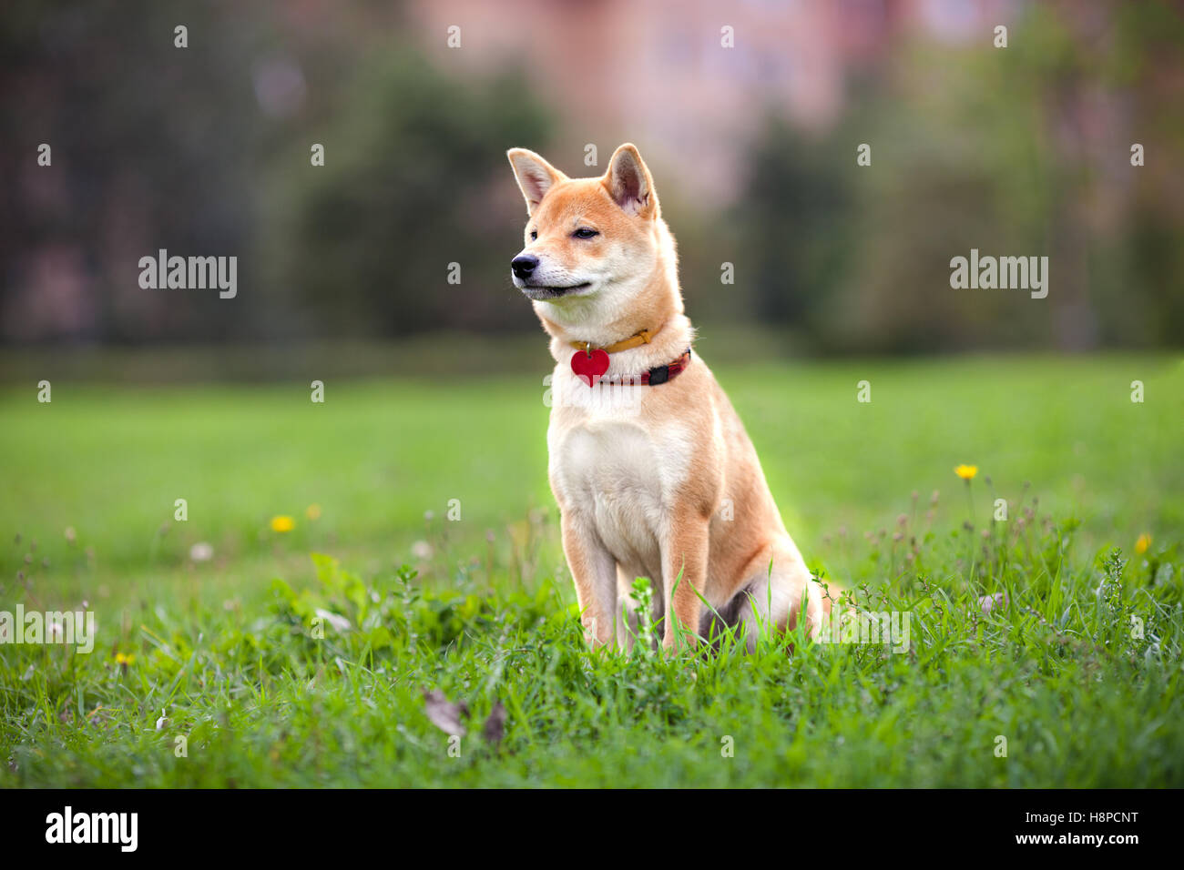 A young shiba inu sits in the park Stock Photo - Alamy