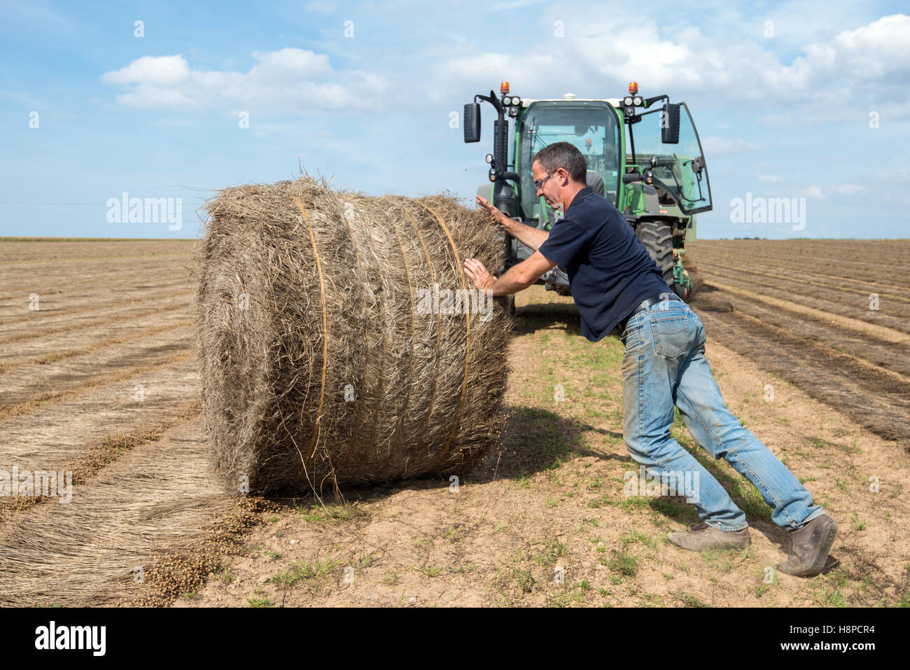 Cultivation of flax Stock Photo - Alamy