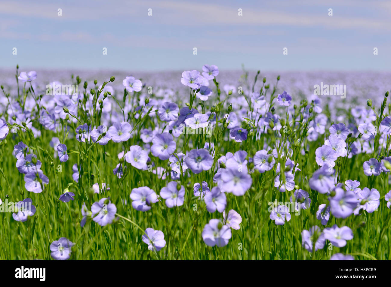 Land parcel hi-res stock photography and images - Alamy