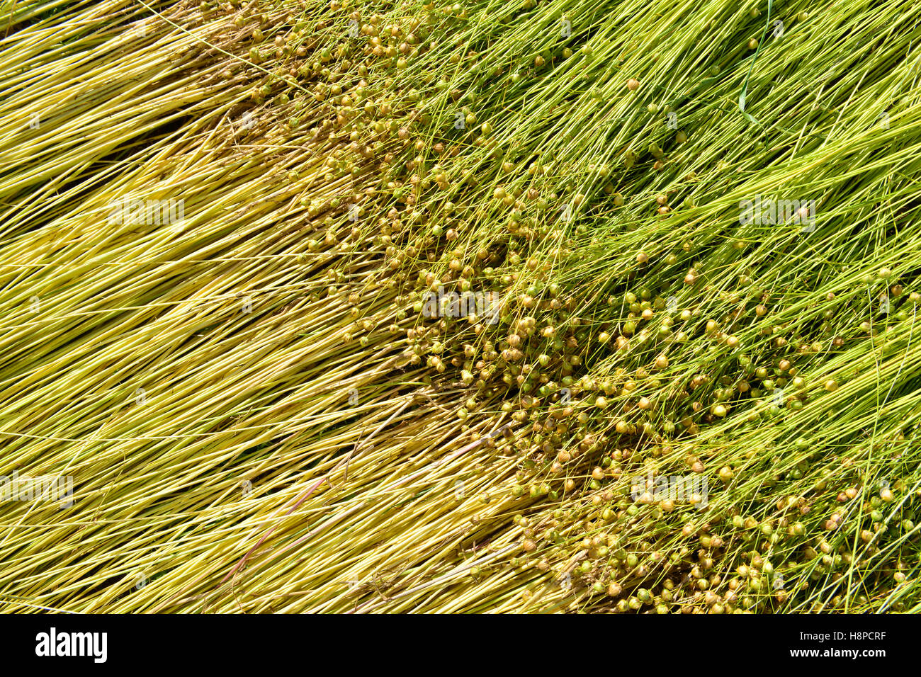 Cultivation of flax Stock Photo - Alamy