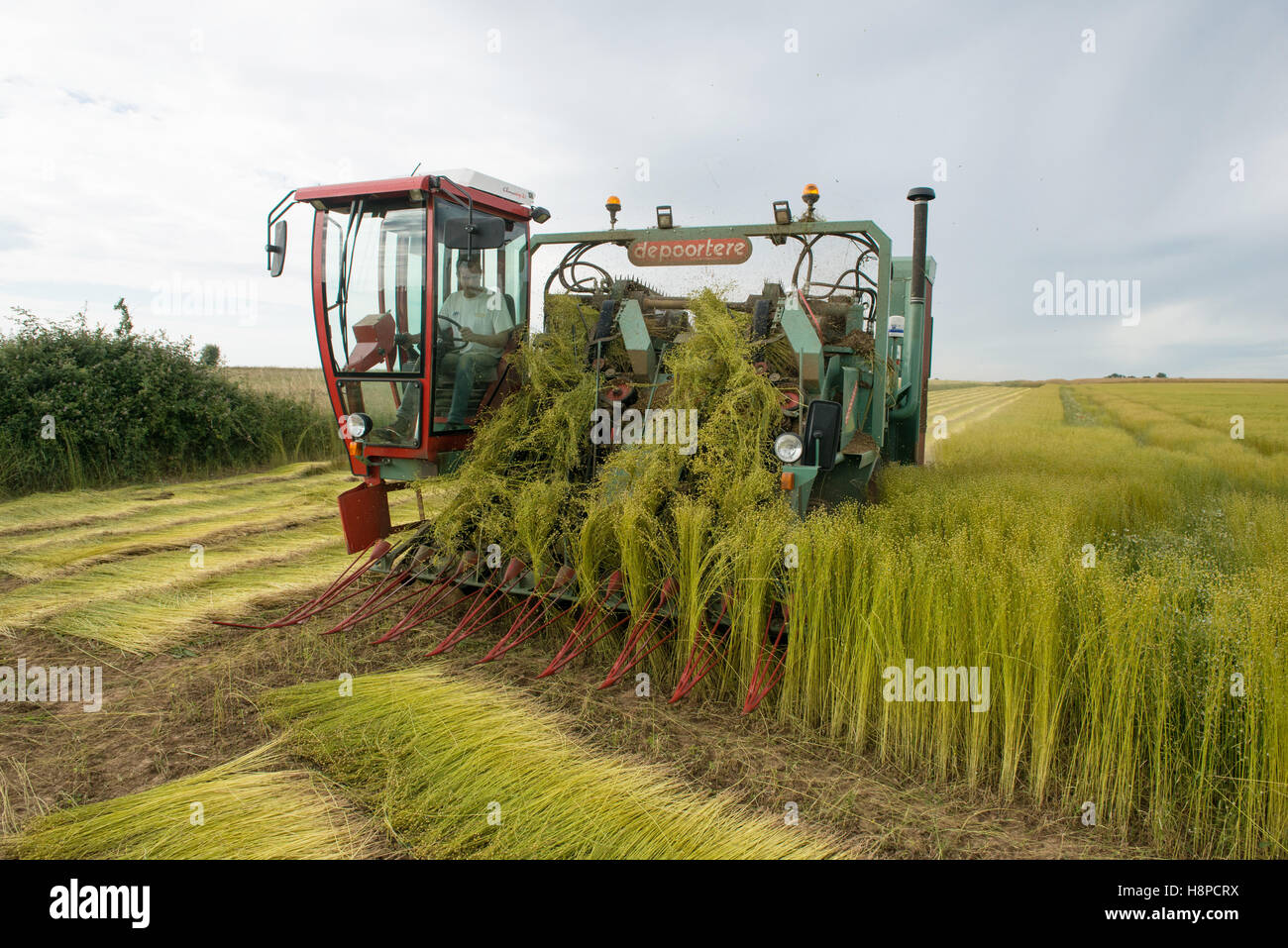 Cultivation of flax Stock Photo - Alamy