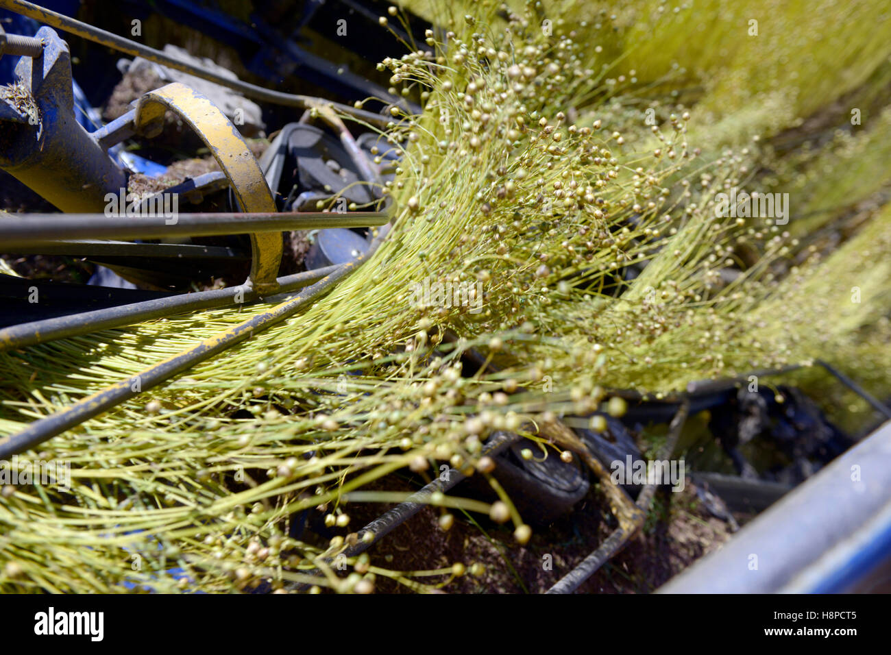Flax puller hi-res stock photography and images - Alamy