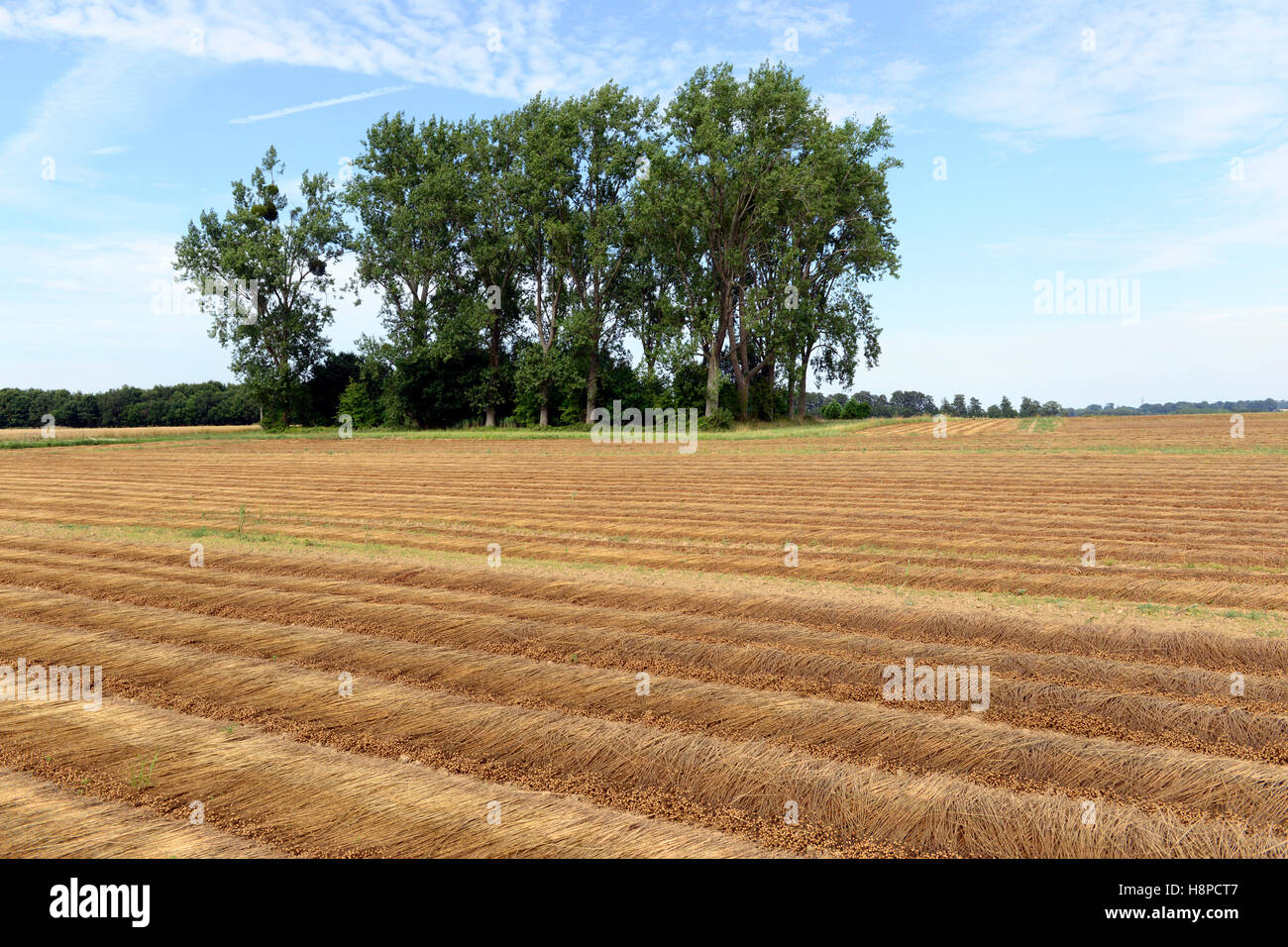 Cultivation of flax Stock Photo - Alamy