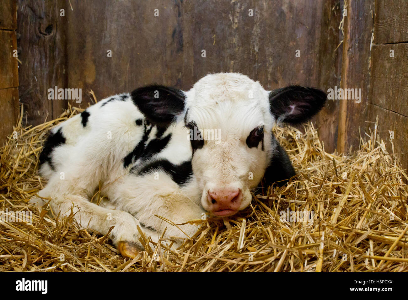 Bovids hi-res stock photography and images - Alamy