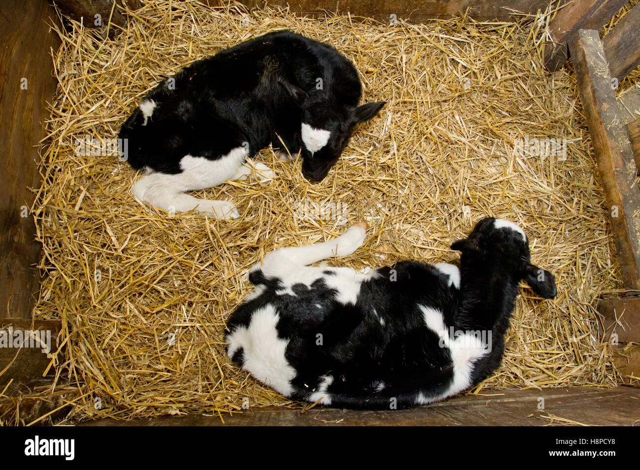 Cattle farming: calf on straw Stock Photo - Alamy