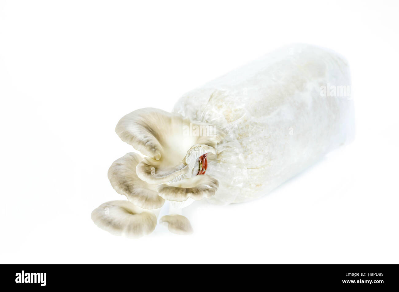 Oyster mushrooms on the plastic bag with mycelium and substrate ...
