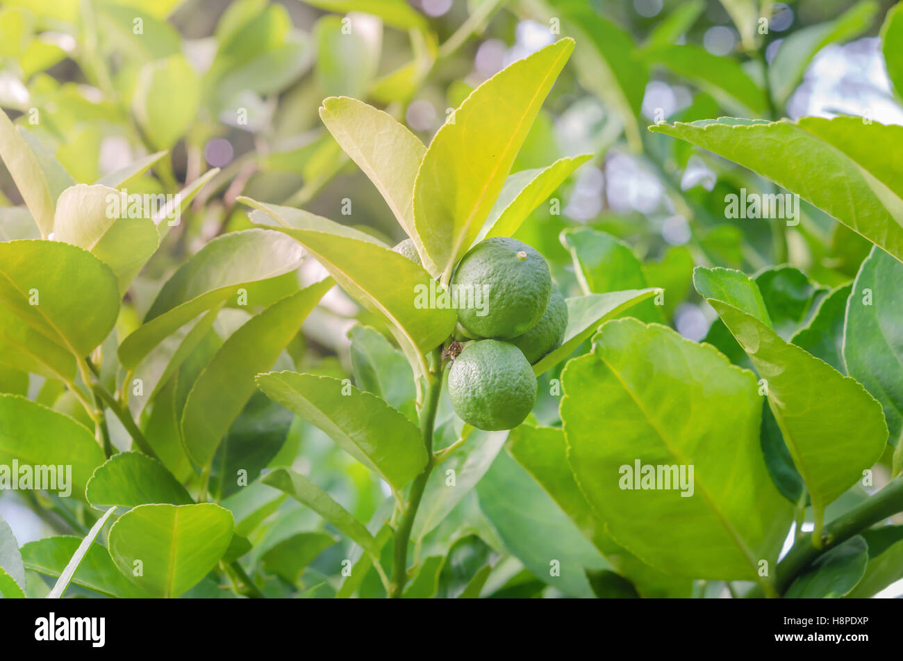 Lime green tree hanging from the branches of it Stock Photo - Alamy