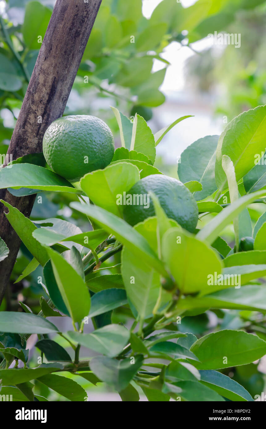 Lime green tree hanging from the branches of it Stock Photo - Alamy