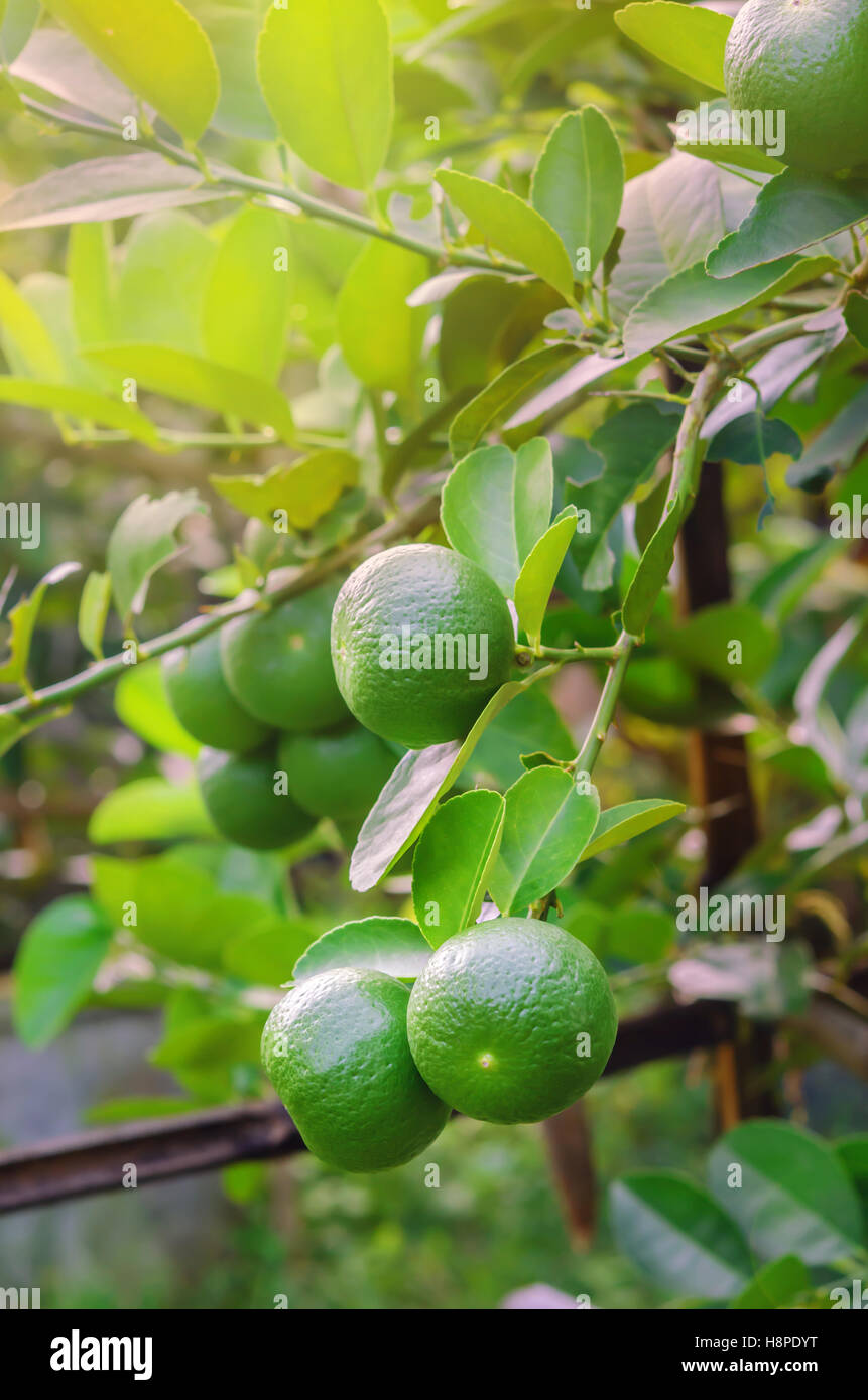 Lime green tree hanging from the branches of it Stock Photo - Alamy