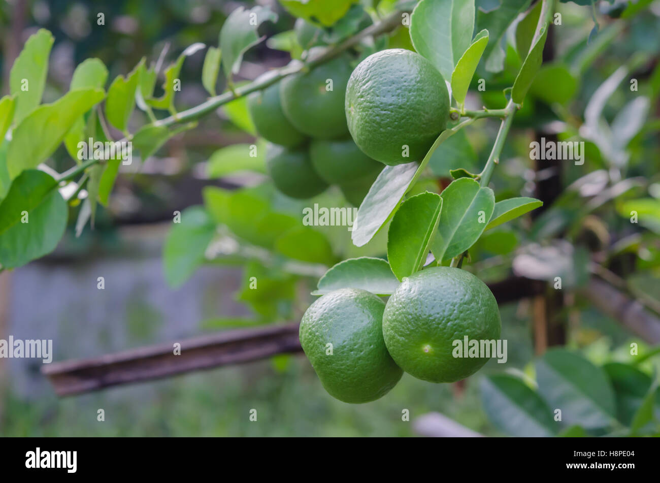 Lime green tree hanging from the branches of it Stock Photo - Alamy