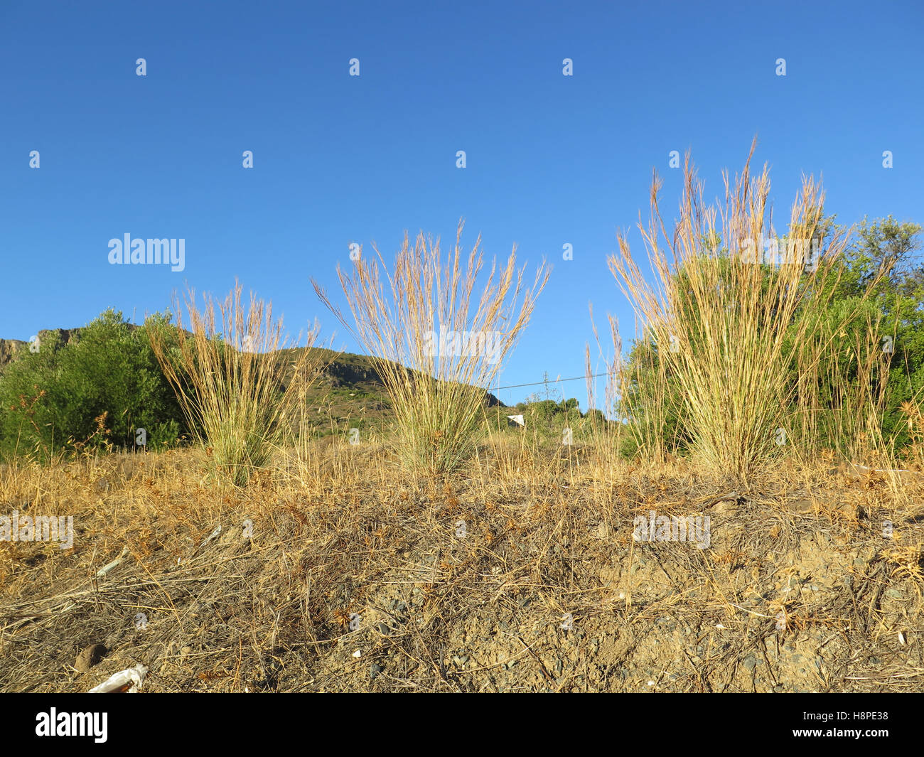 Esparto grass hi-res stock photography and images - Alamy