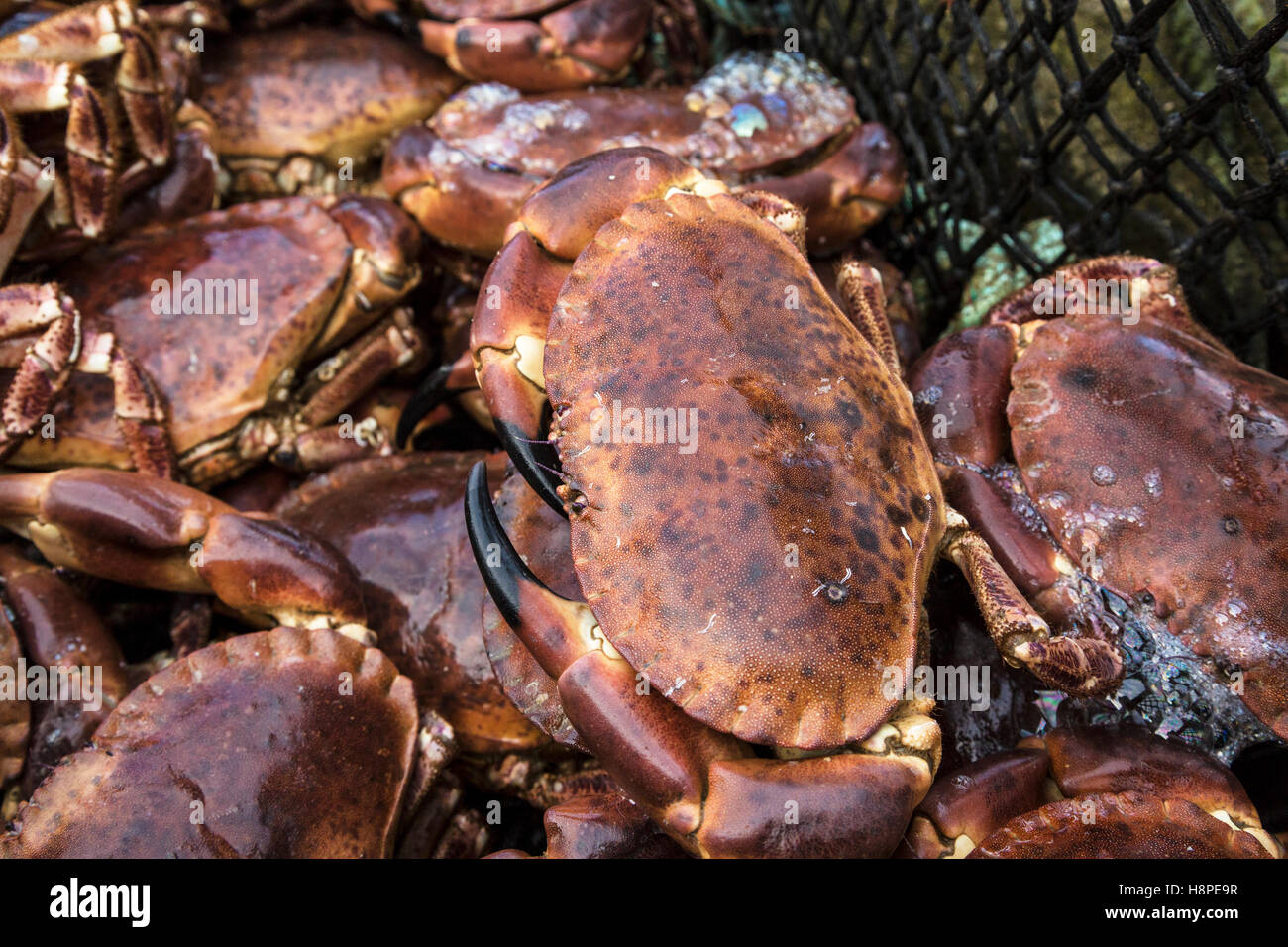 Freshly caught crabs in a fishing basket Stock Photo - Alamy
