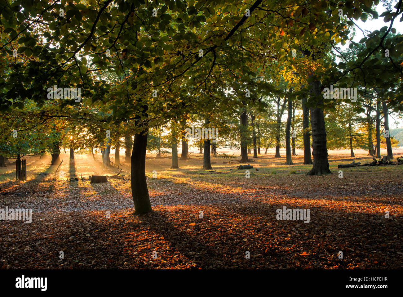 Richmond park hi-res stock photography and images - Alamy