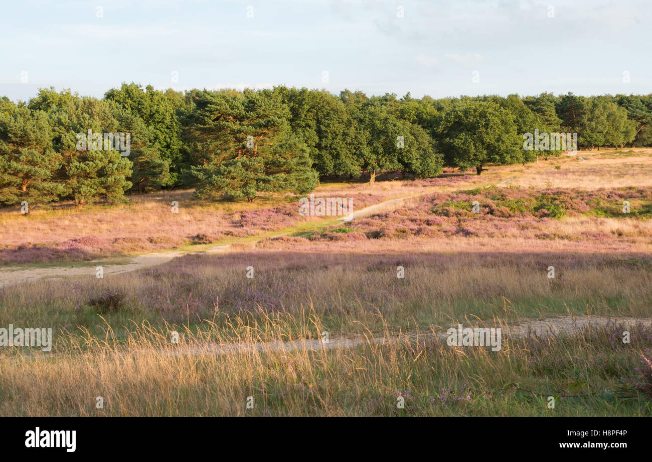 Heather in autumn hi-res stock photography and images - Alamy