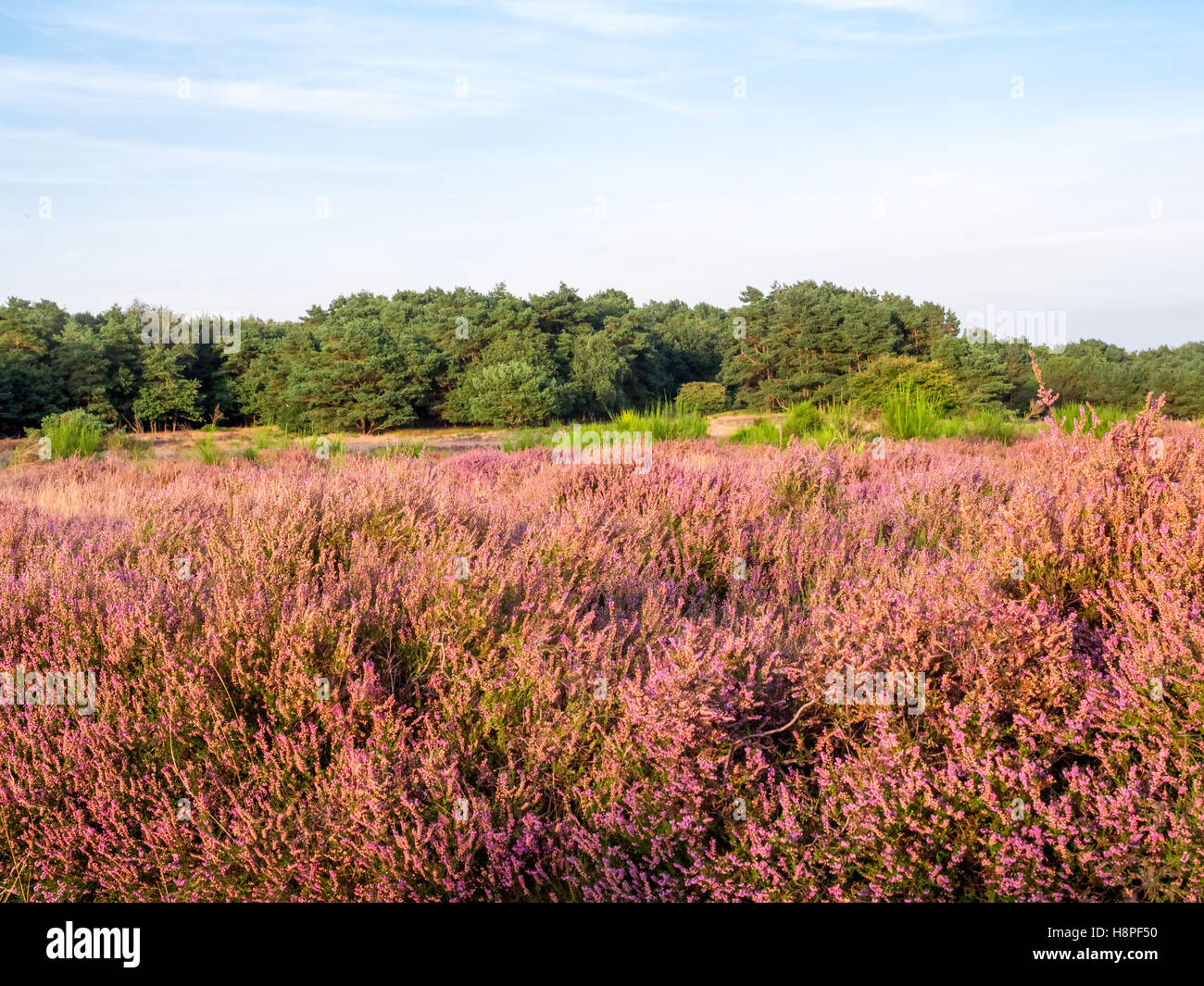 Heather purple in colour hi-res stock photography and images - Alamy