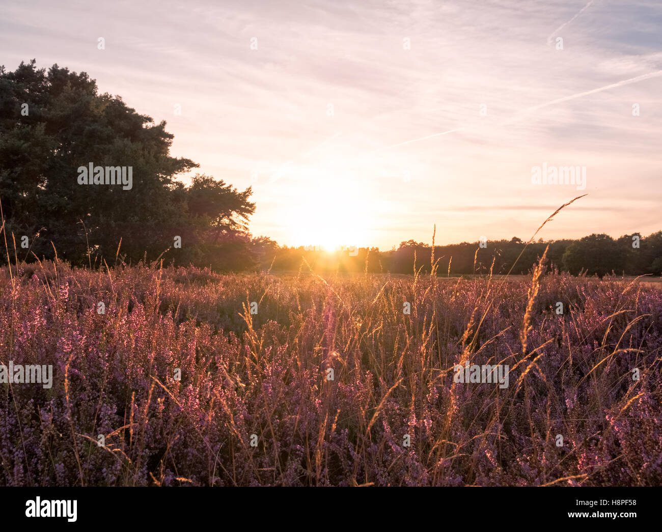 Heather purple in colour hi-res stock photography and images - Alamy