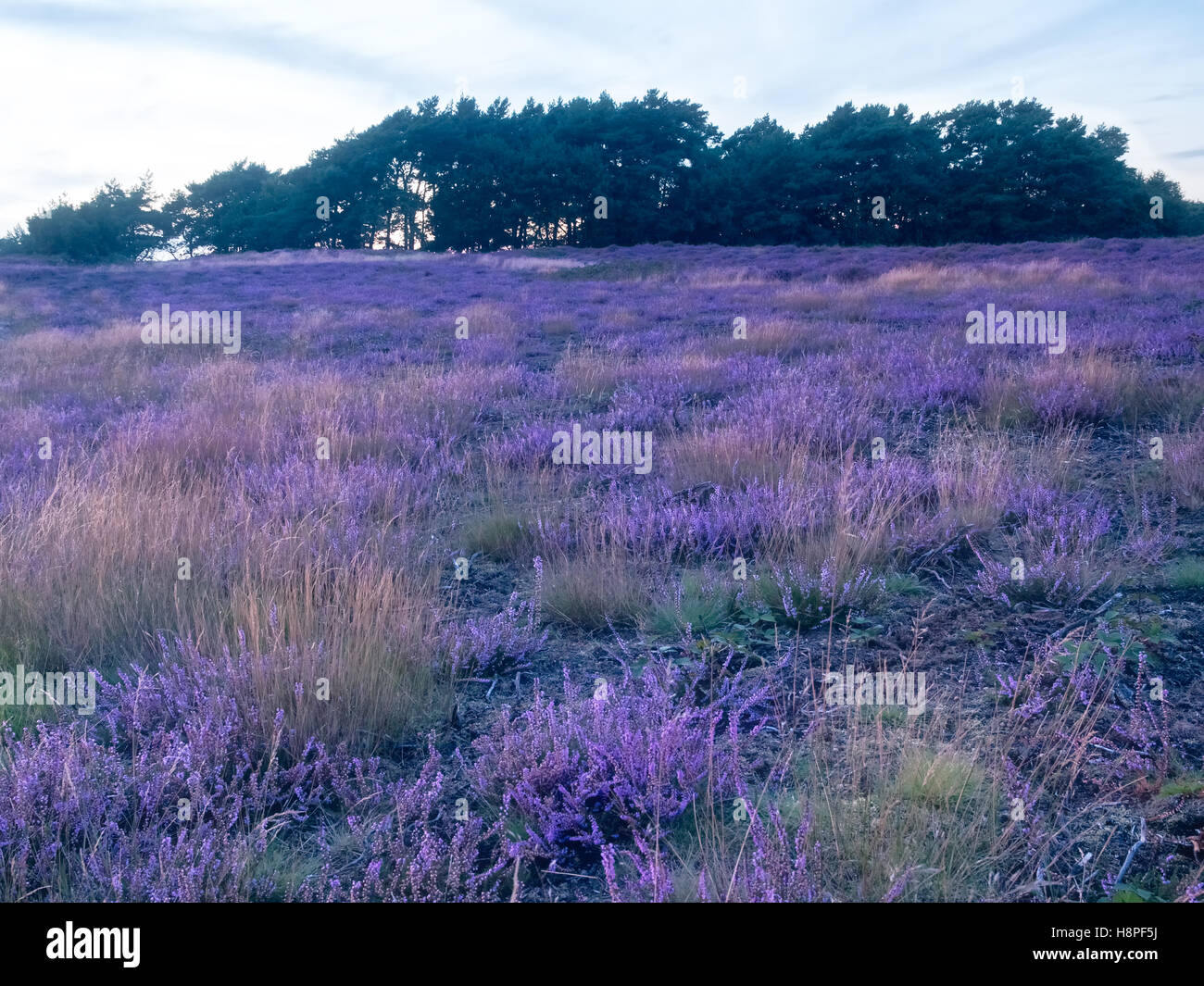 Heather purple in colour hi-res stock photography and images - Alamy