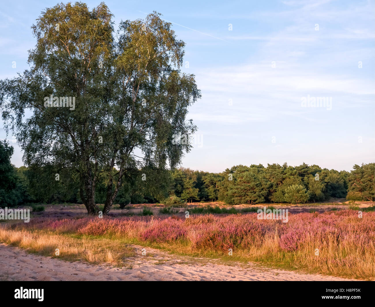 Heather purple in colour hi-res stock photography and images - Alamy