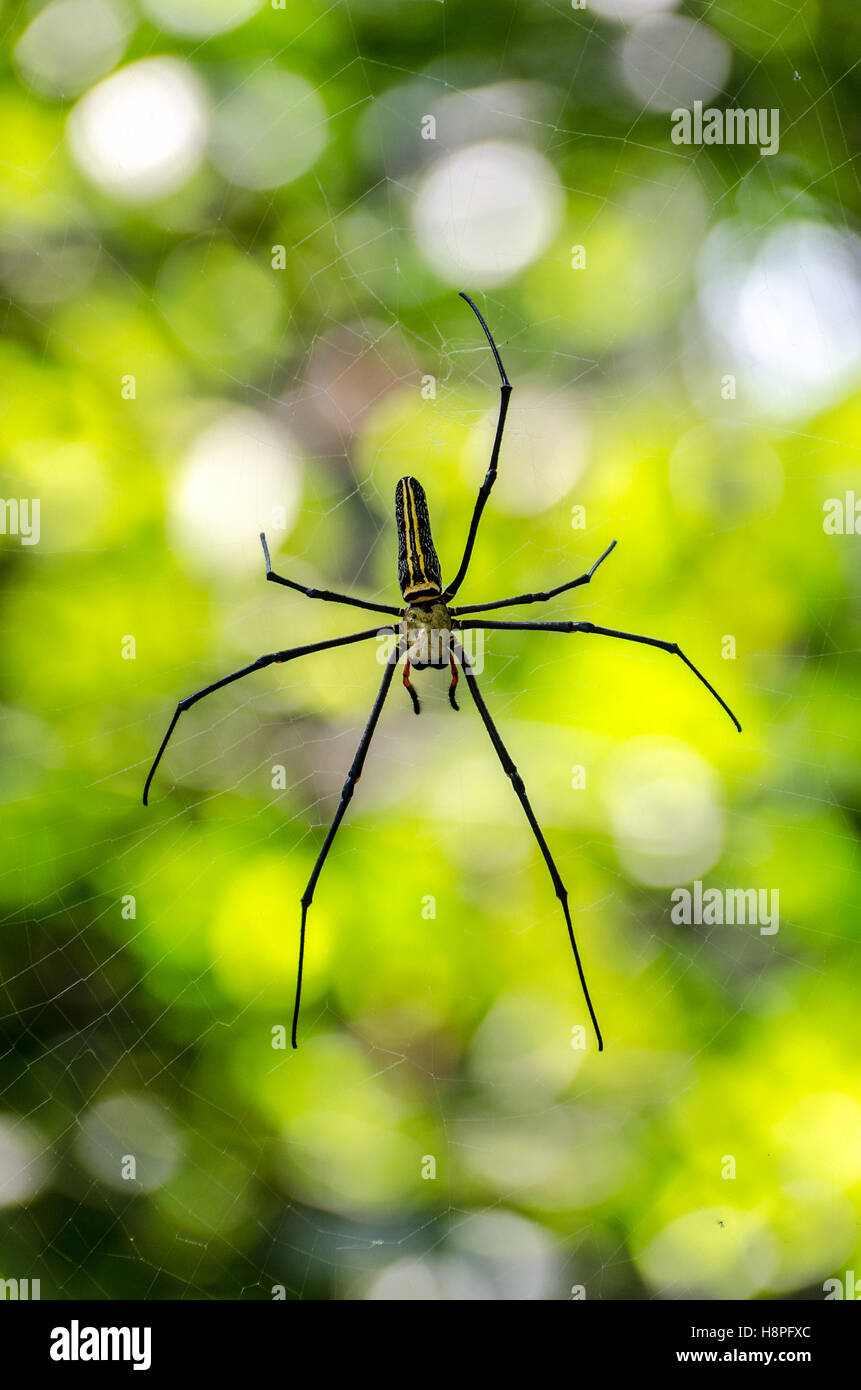 Giant spider hi-res stock photography and images - Alamy
