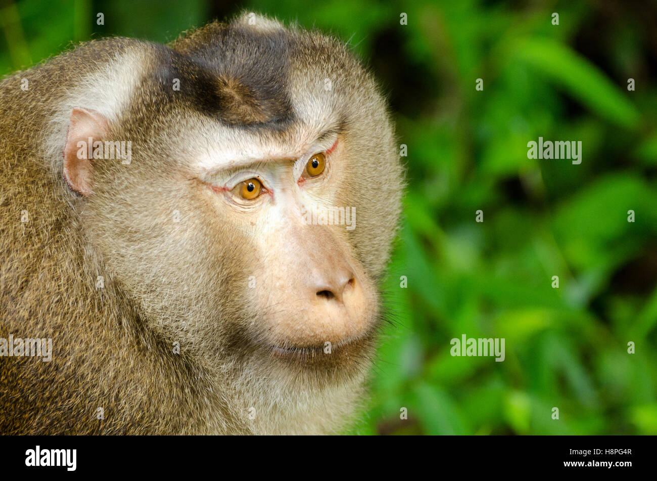 Macaque monkey human environment hi-res stock photography and images ...