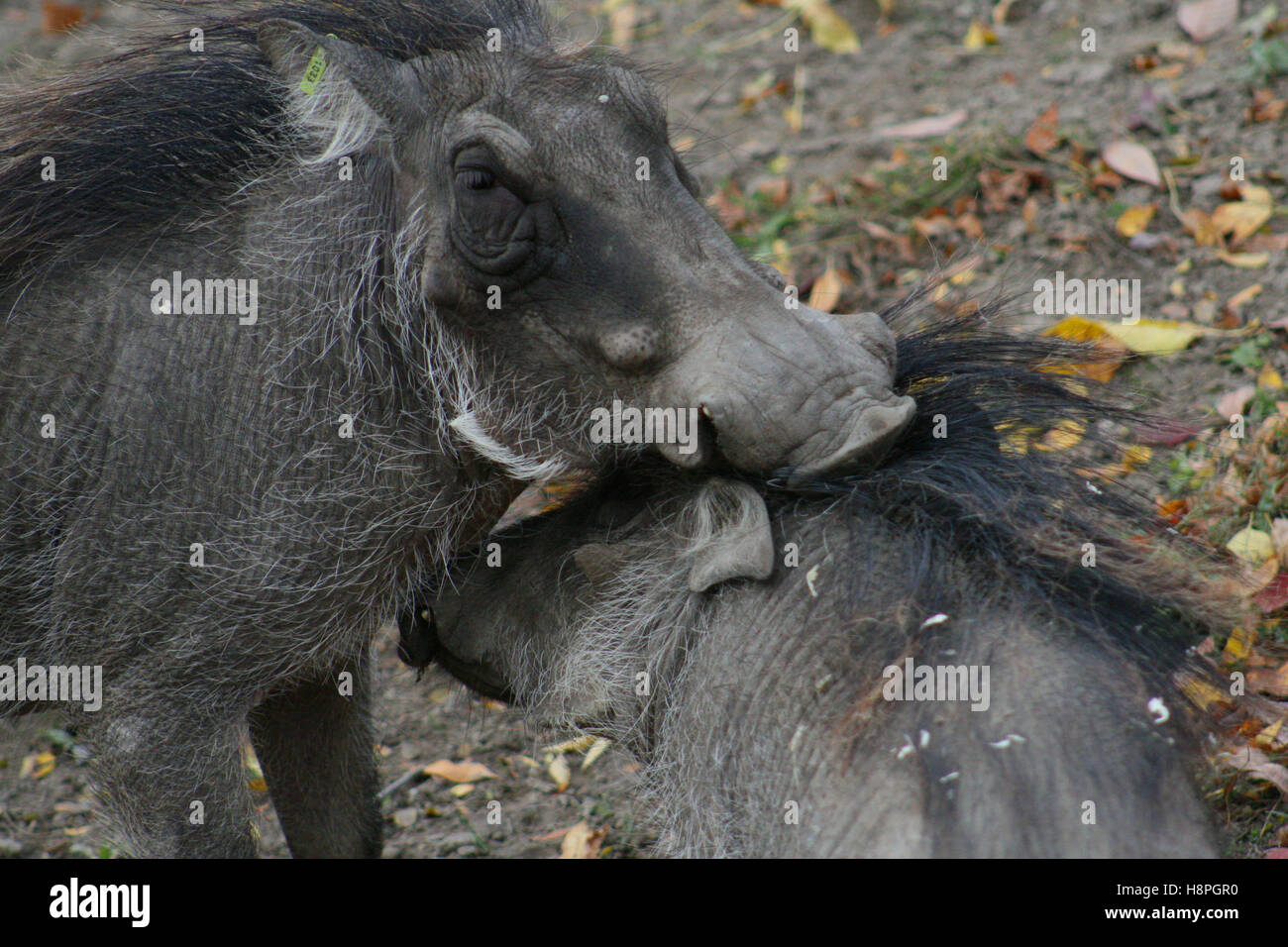 Zoo toronto hi-res stock photography and images - Alamy
