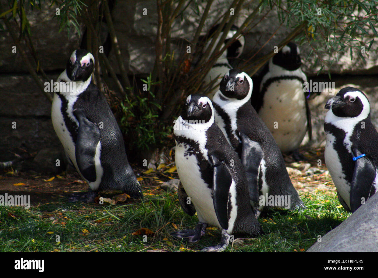 Toronto Zoo Penguins
