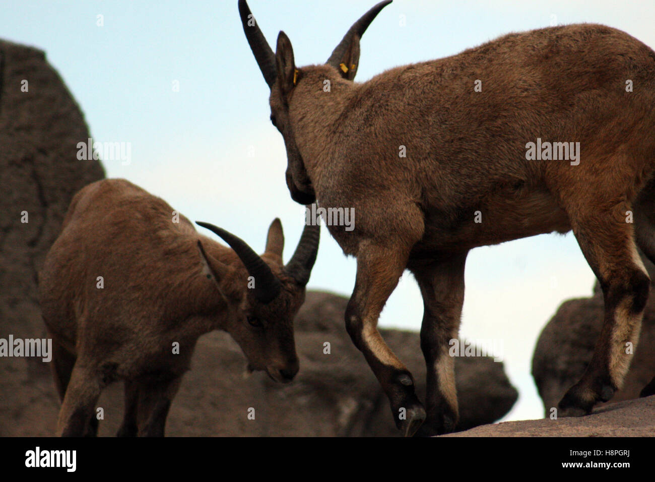 Goat fight hi-res stock photography and images - Alamy