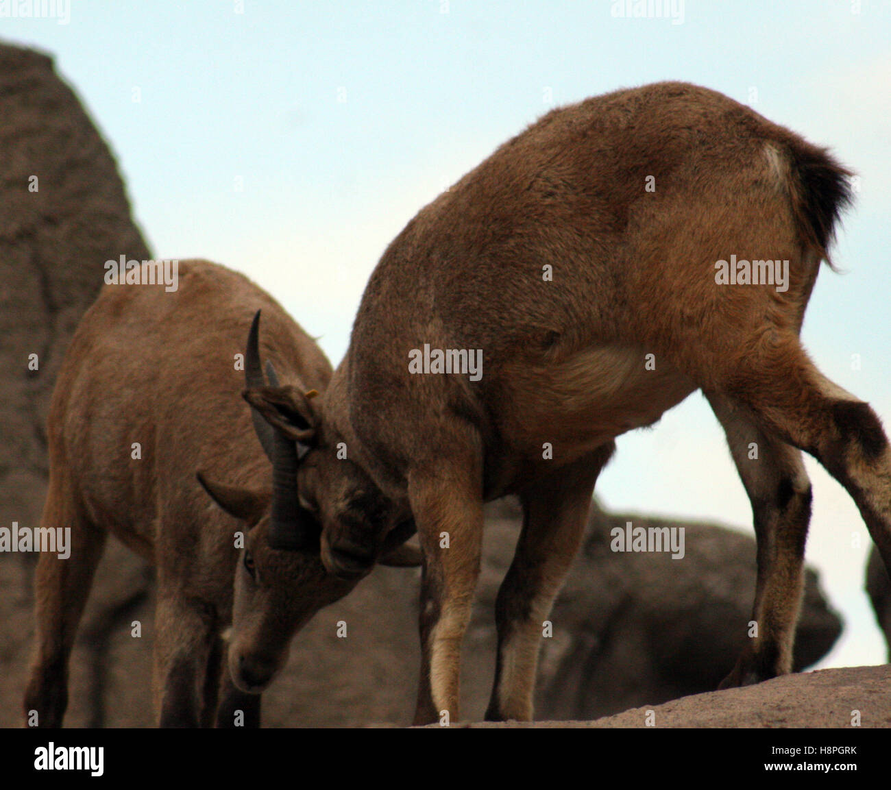 Mountain goats fighting Stock Photo - Alamy