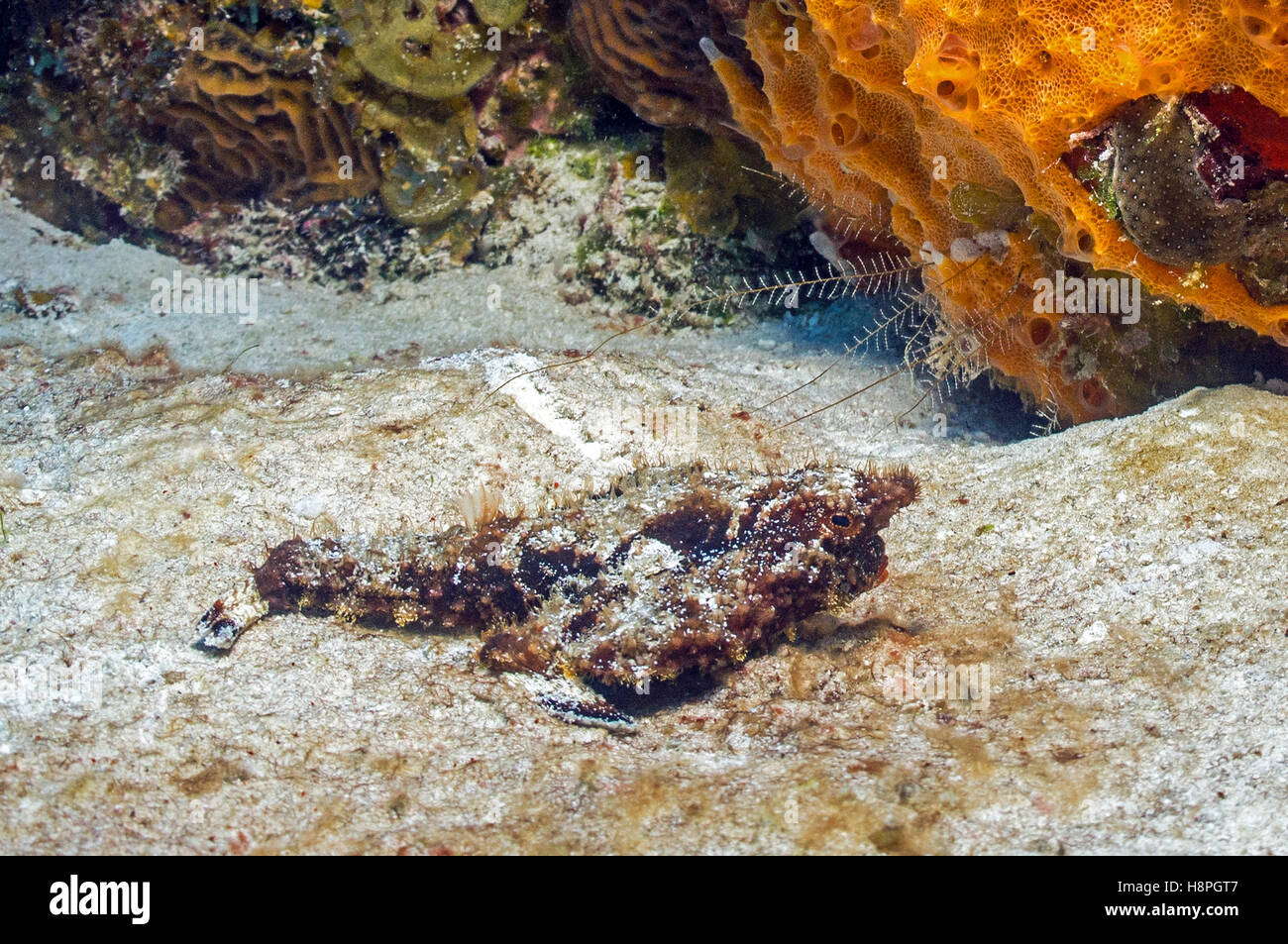 Roughback hi-res stock photography and images - Alamy