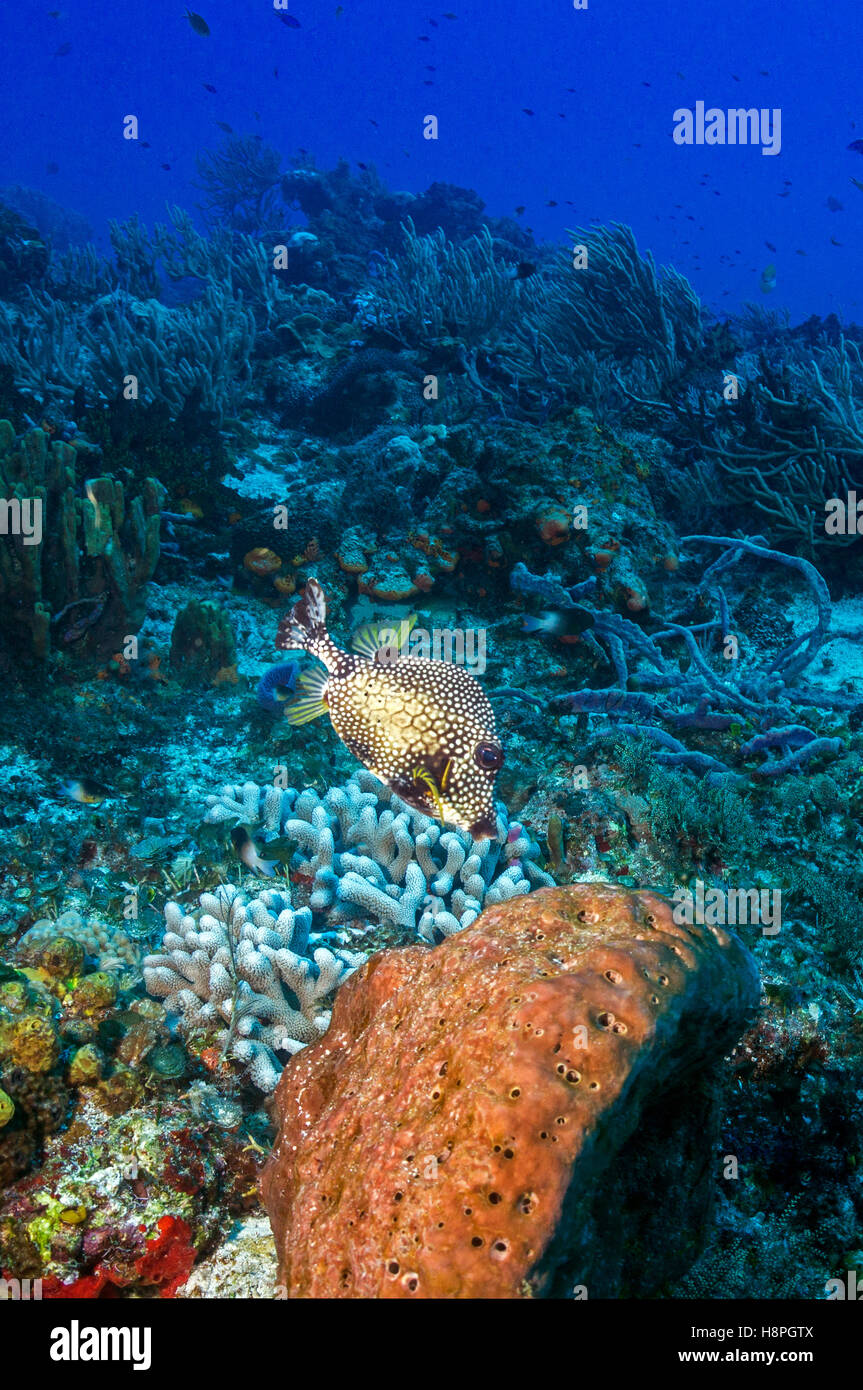 Trunkfish, honeycomb cowfish Stock Photo - Alamy