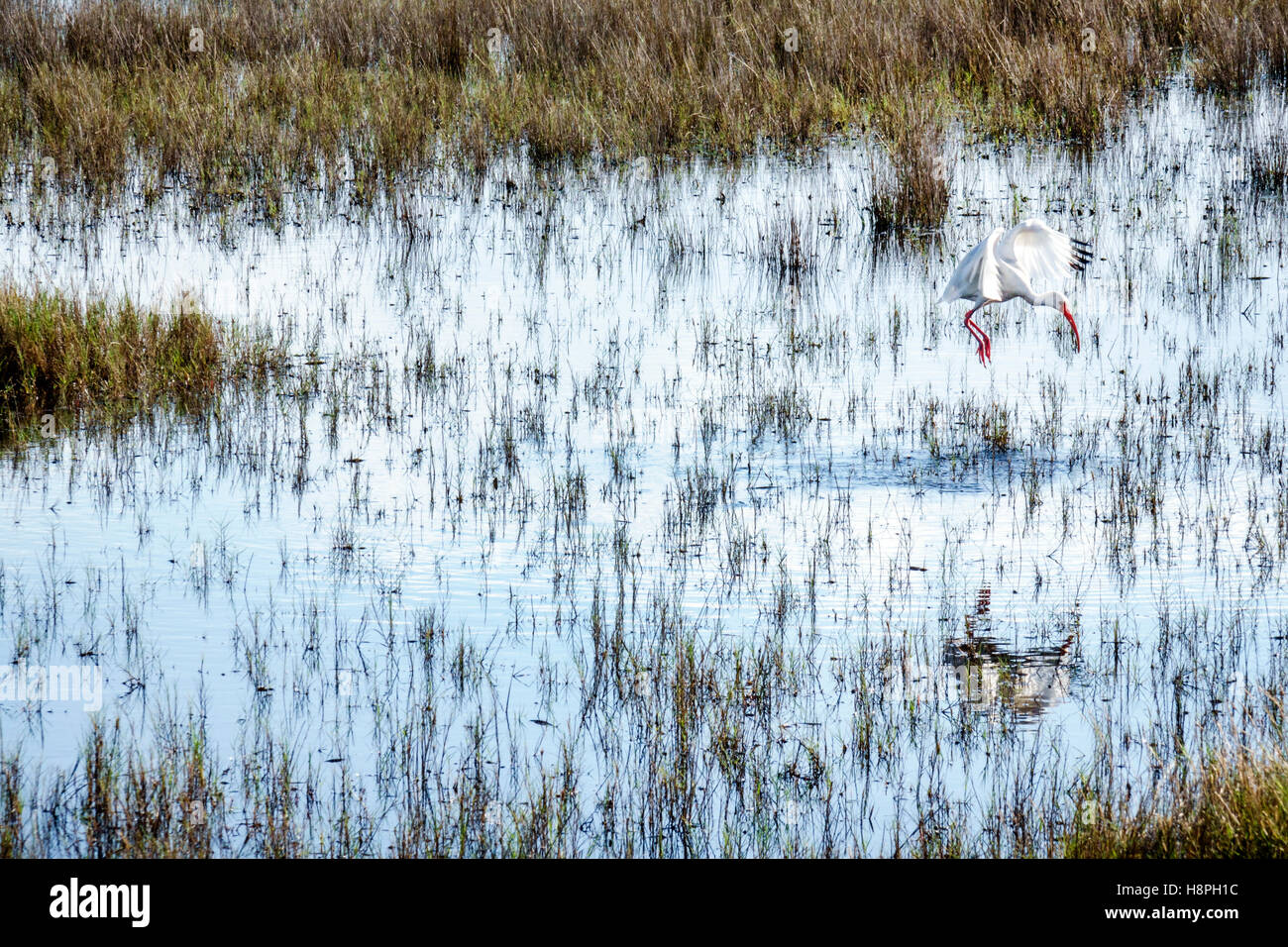 Florida,South,Merritt Island,Merritt Island National Wildlife Refuge ...