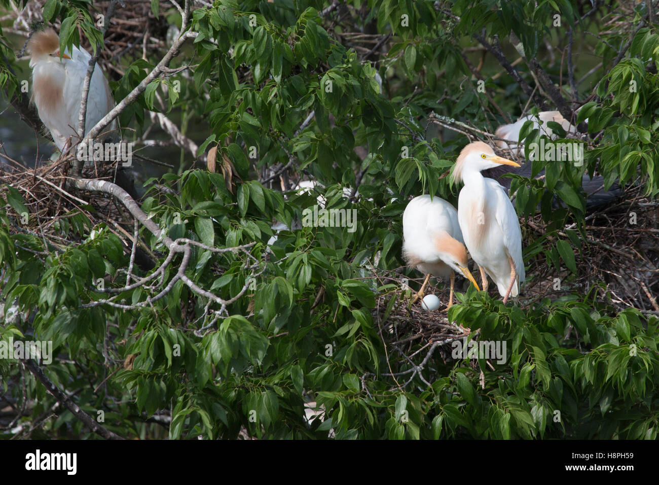 Cattle Egret pair on nest with egg at island rookery (Bubulcus ibis ...
