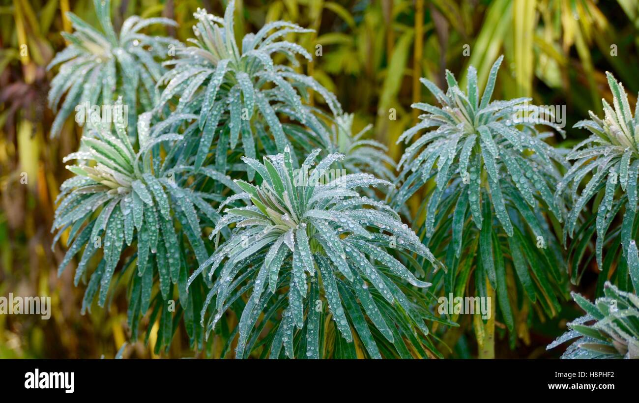 Garden dew hi-res stock photography and images - Alamy