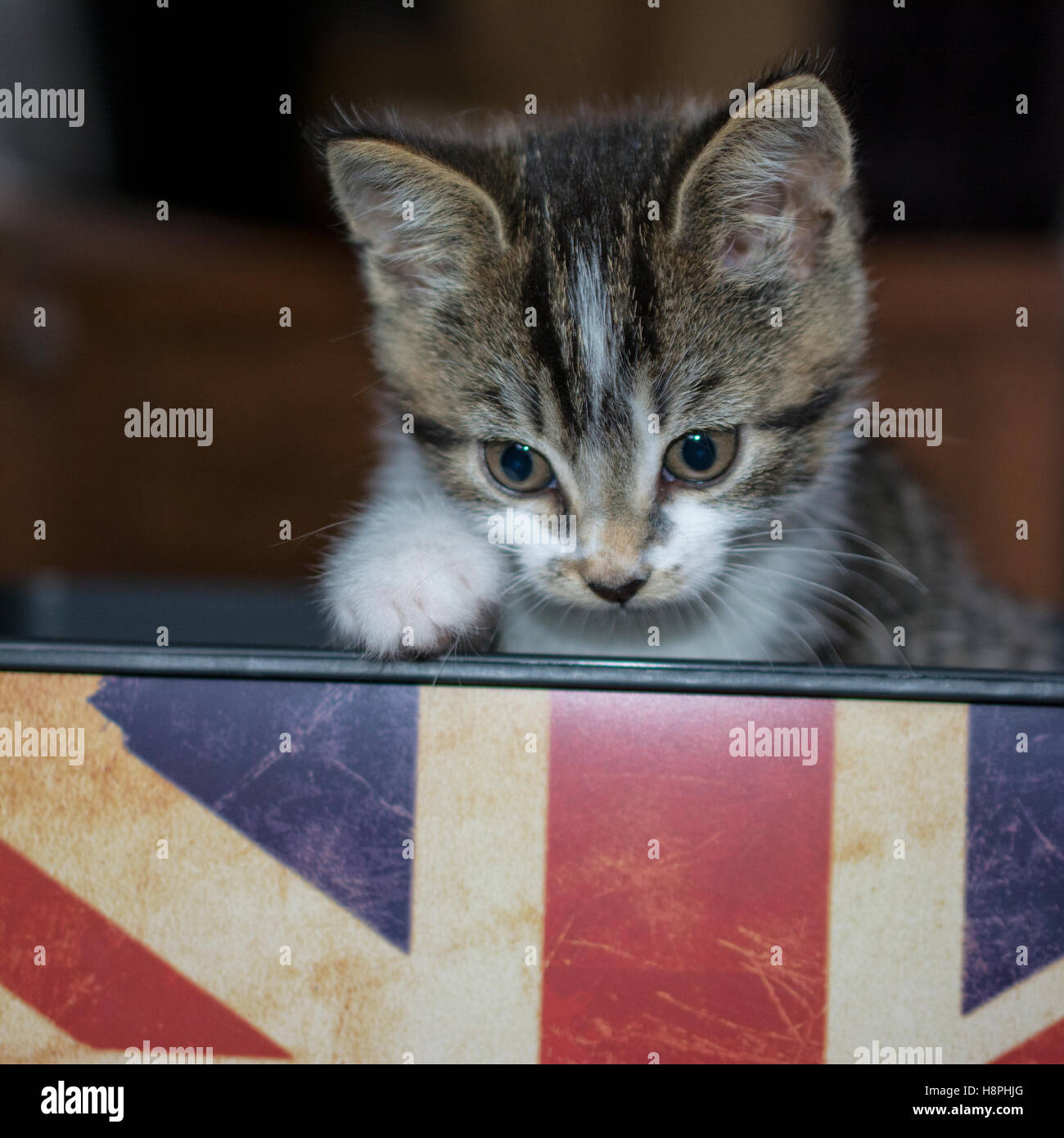 Female with kitten hi-res stock photography and images - Alamy
