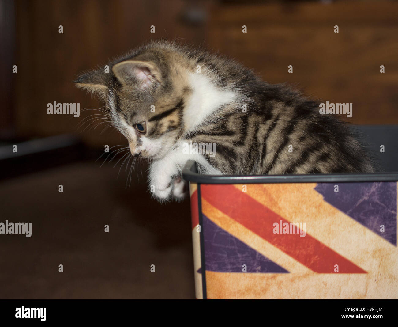 Female tabby hi-res stock photography and images - Alamy