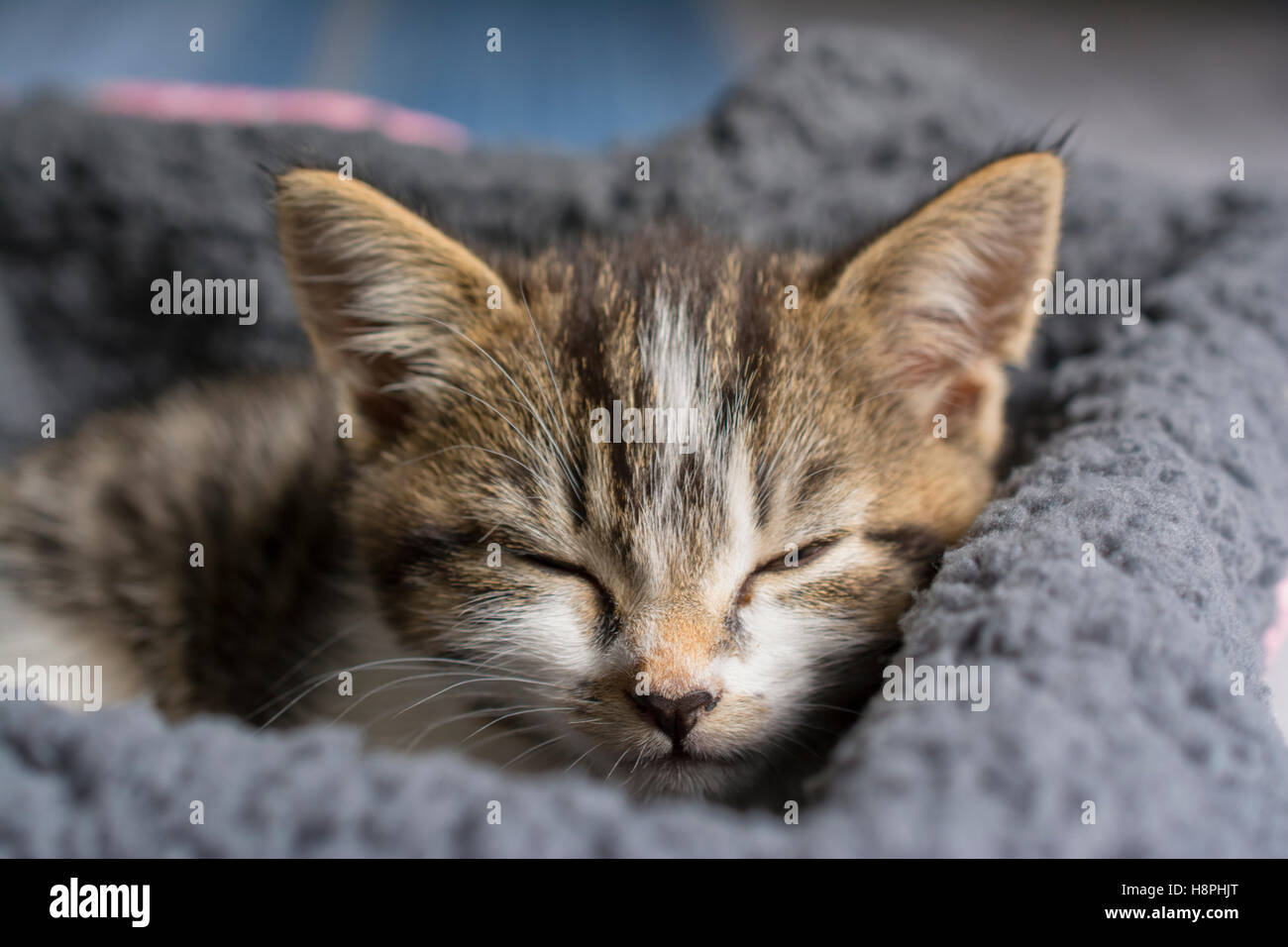 Sleepy tabby hi-res stock photography and images - Alamy