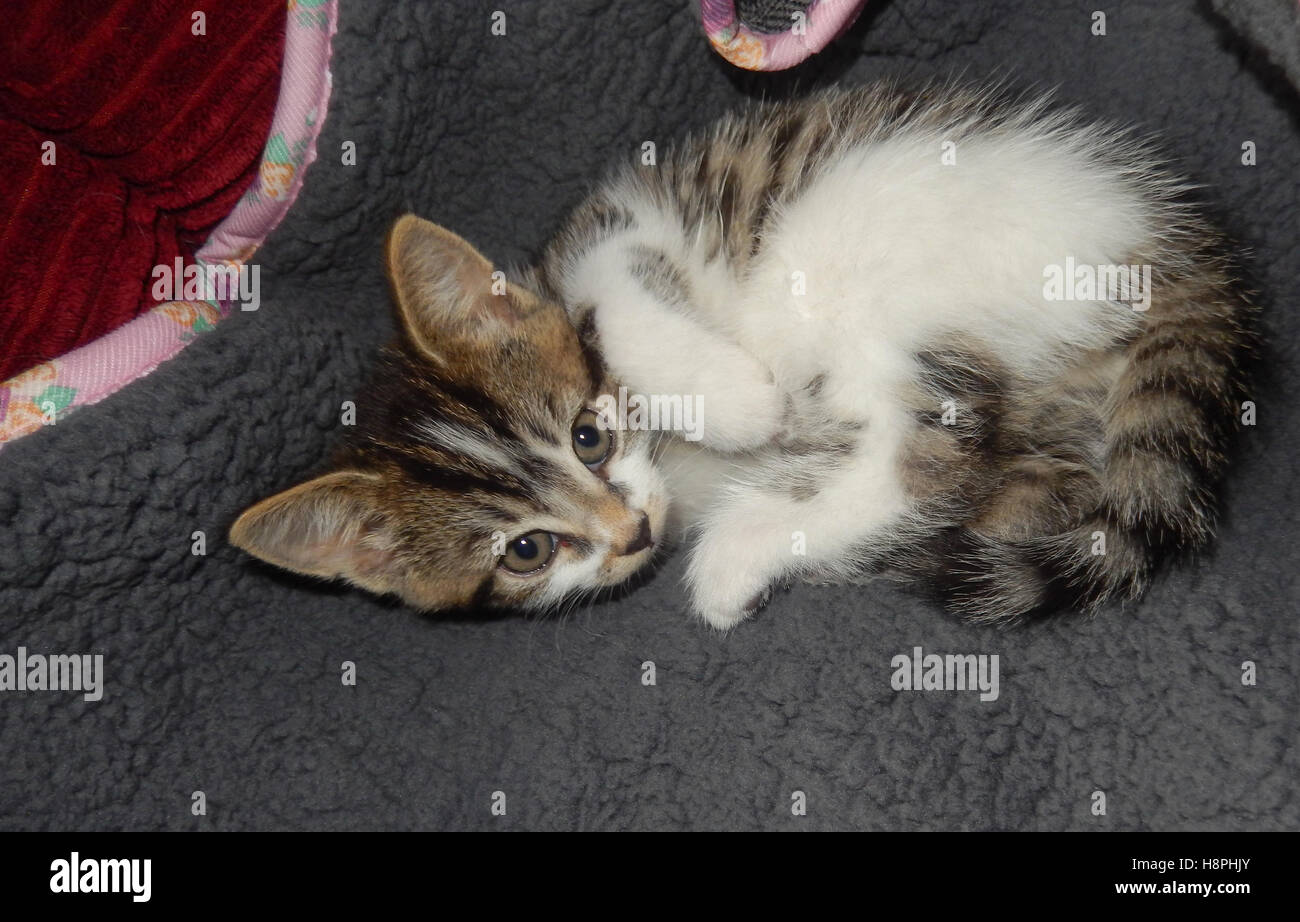 Kiten hi-res stock photography and images - Alamy