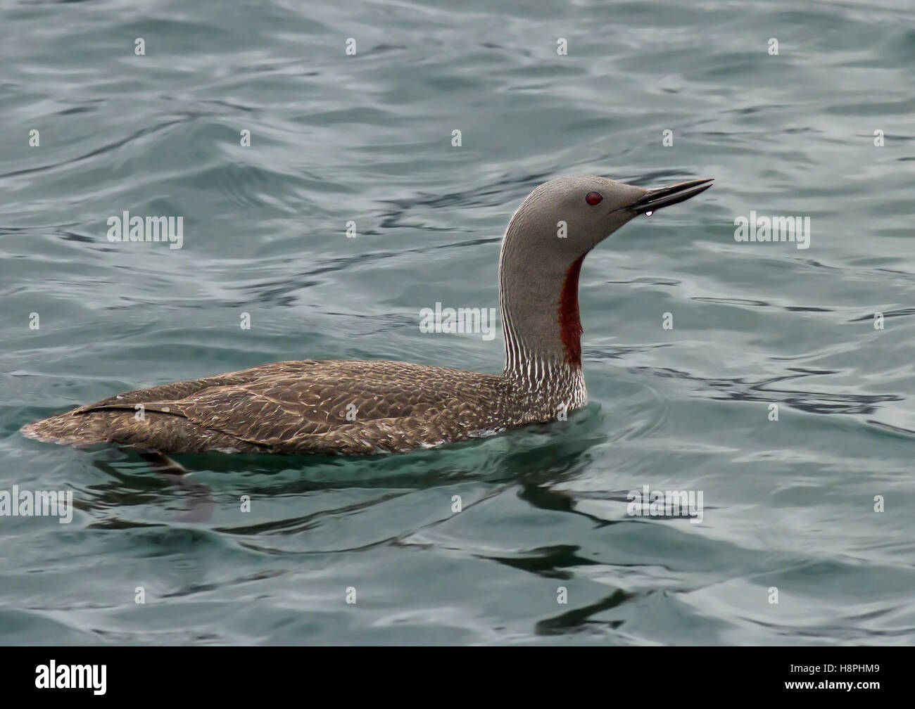 Red Throated Diver Stock Photo - Alamy