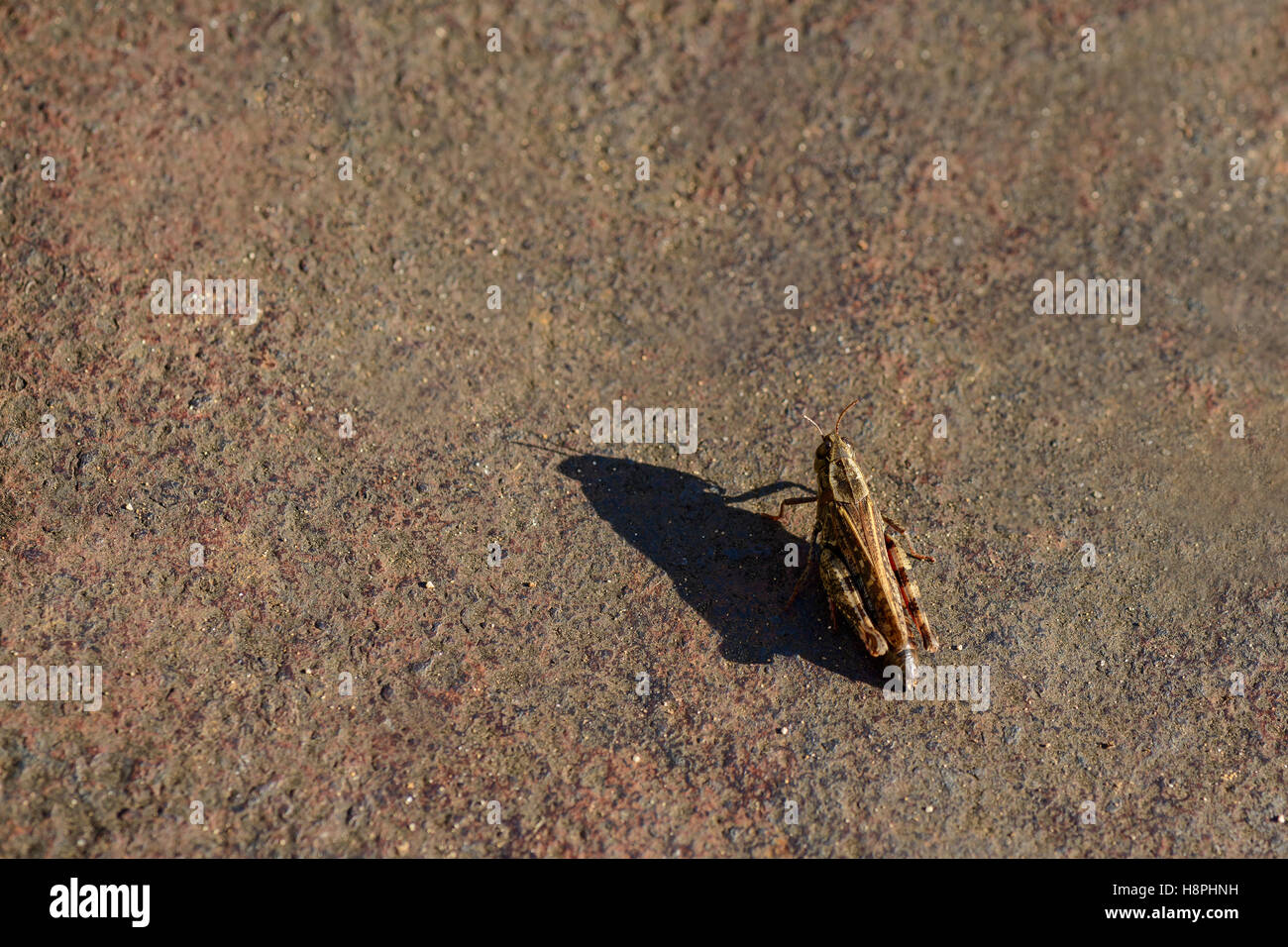 Grasshopper exoskeleton hi-res stock photography and images - Alamy