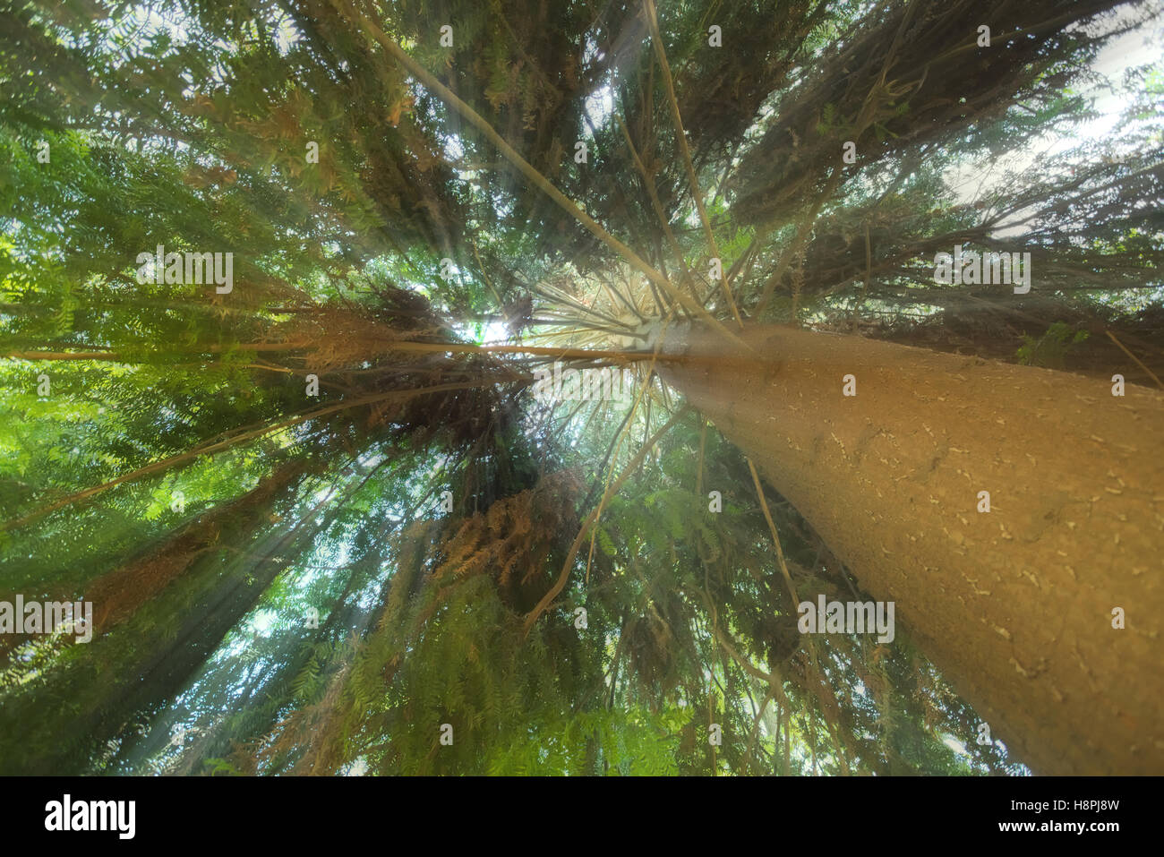 sunbeams through trees Stock Photo - Alamy