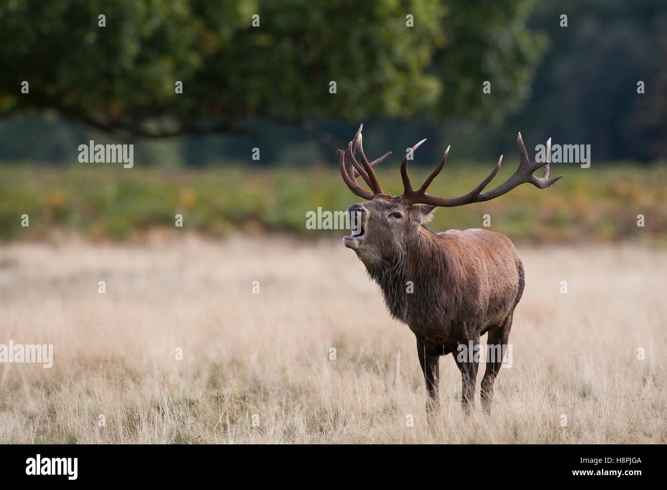 Red deer stag roaring in the rutting season Stock Photo - Alamy